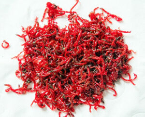 How to Feed Frozen Bloodworms - Aquatic Eden